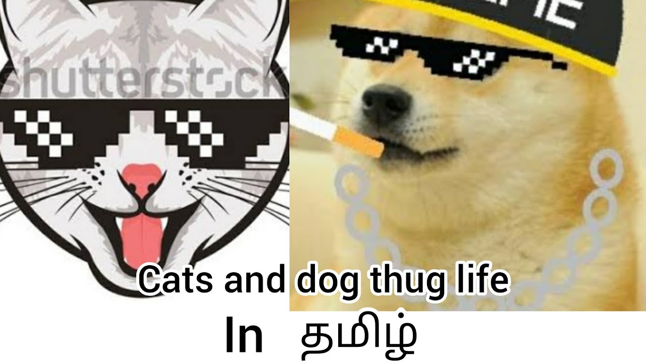 Dogs And Cats Thug Life In Tamil Youtube