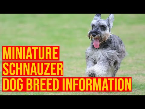 The Hidden Facts About The Miniature Schnauzer Dog Breed Will Astound