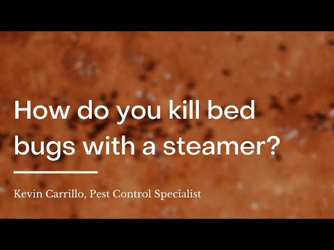 Does Steam Cleaning Kill Bedbugs
