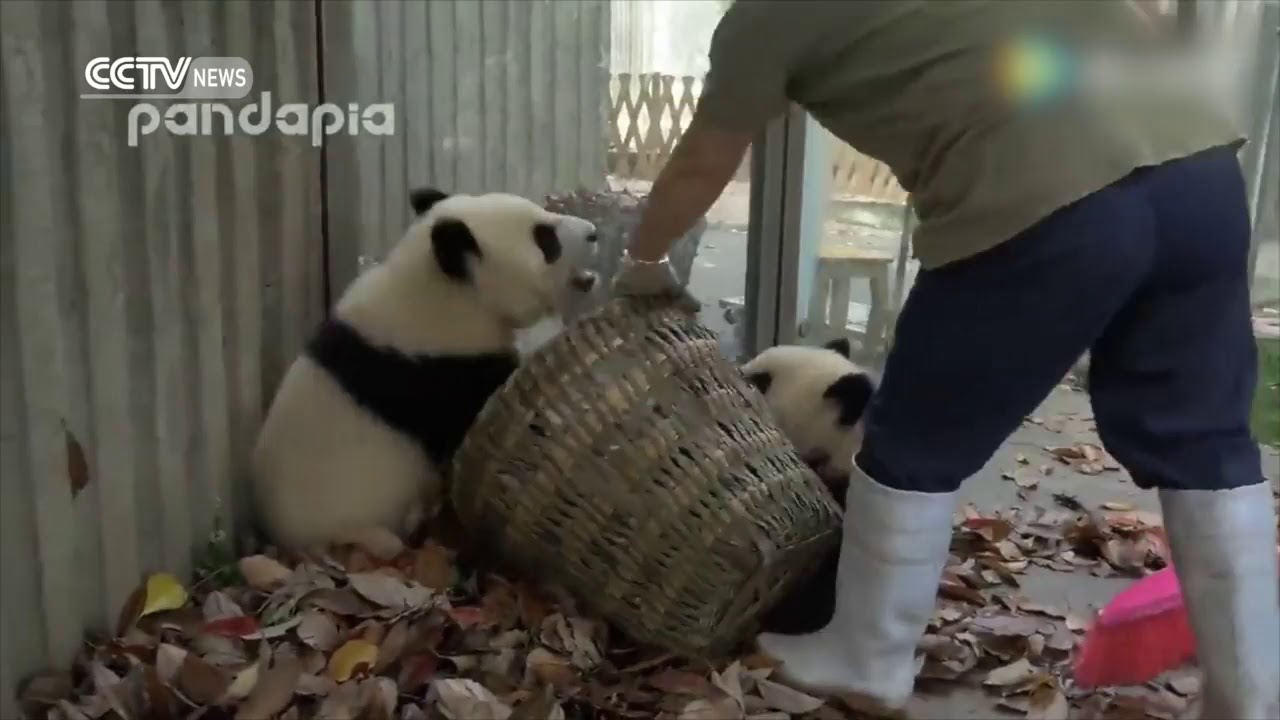 Watch Giant Pandas Create Trouble As Staff Cleans Their House Youtube