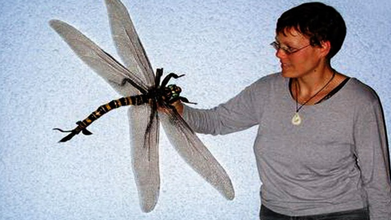 Worlds Largest Insect