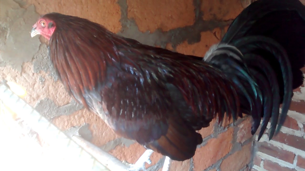 Gallo Caballo De Guerra Peso 2200 Tepec Jalisco Gallos De Alejandro