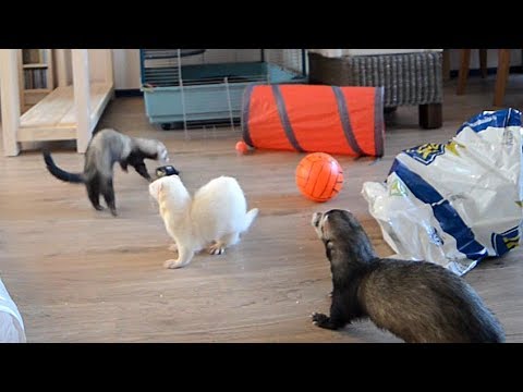 Ferret Playtime Youtube