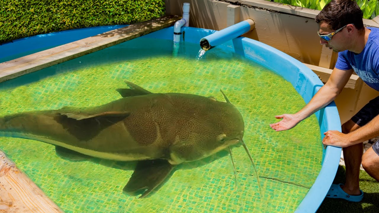 Saving My Fish From Pond Monster Youtube
