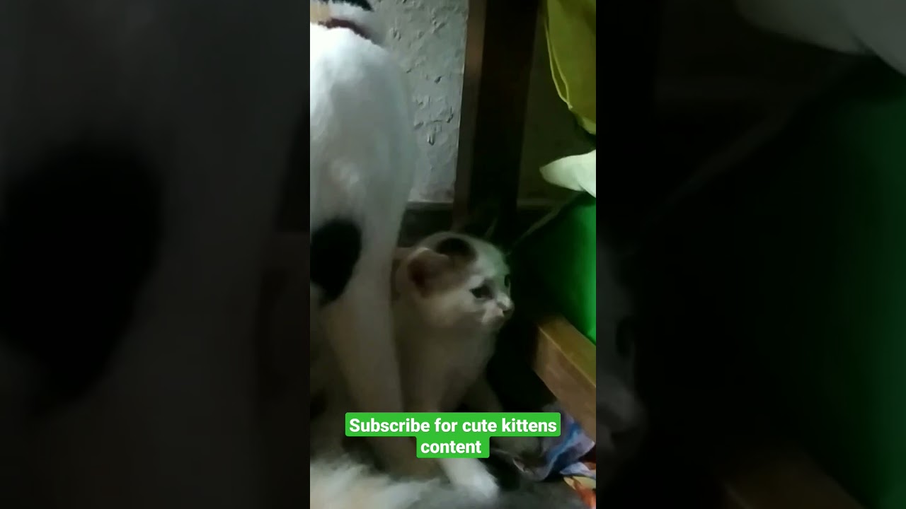 Cat Caring For Her Kittens Cutecatvideos Cutecat рџђ рџђ вђ Housepetscare