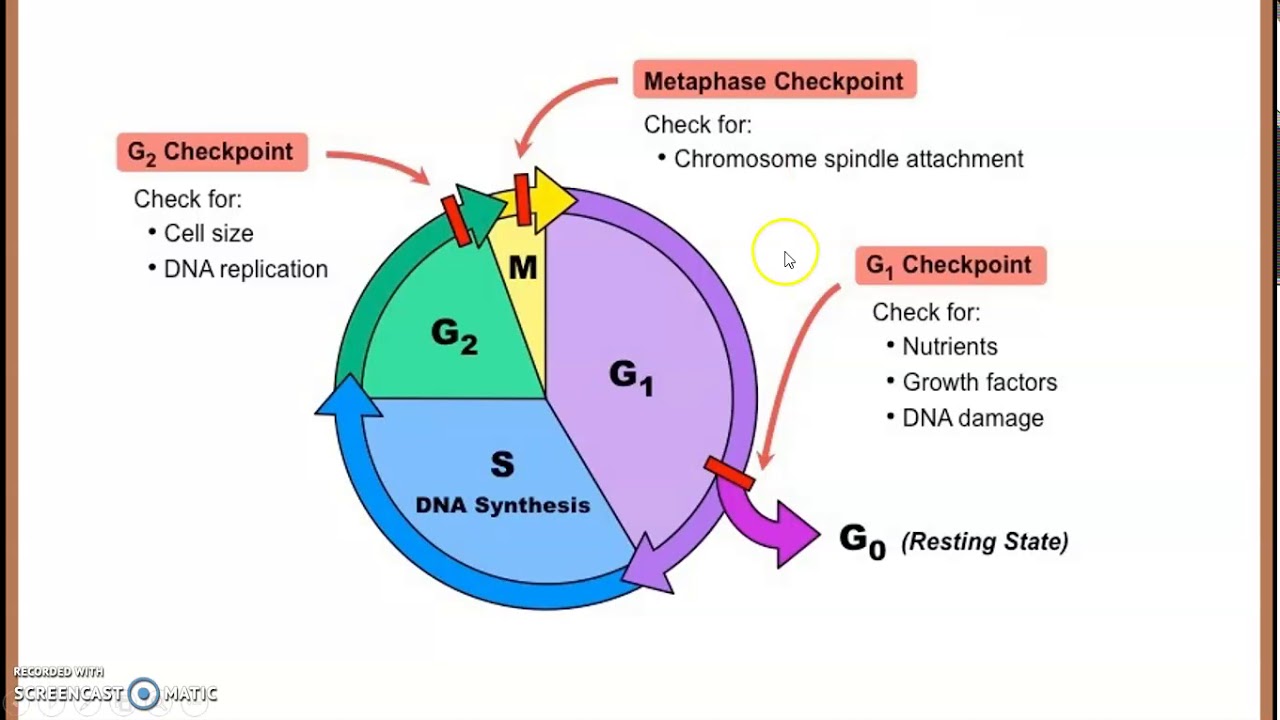 Cell Cycle Checkpoints Graph