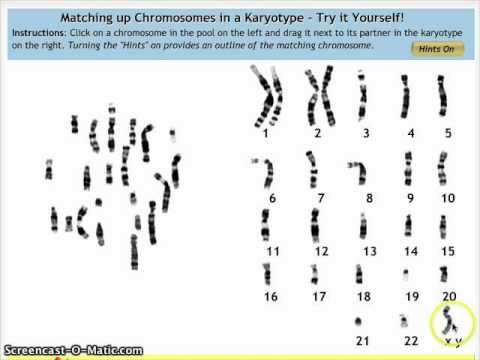 Make A Karyotype Youtube