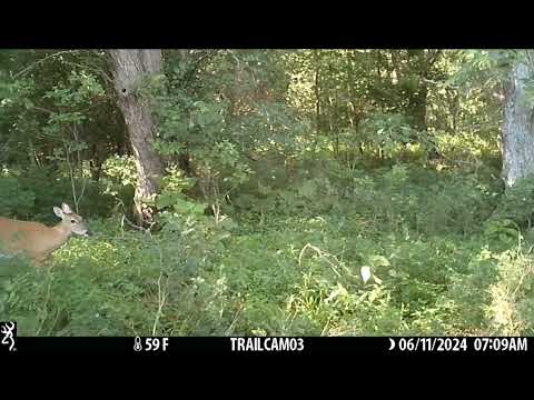 Trail Camera Footage Youtube