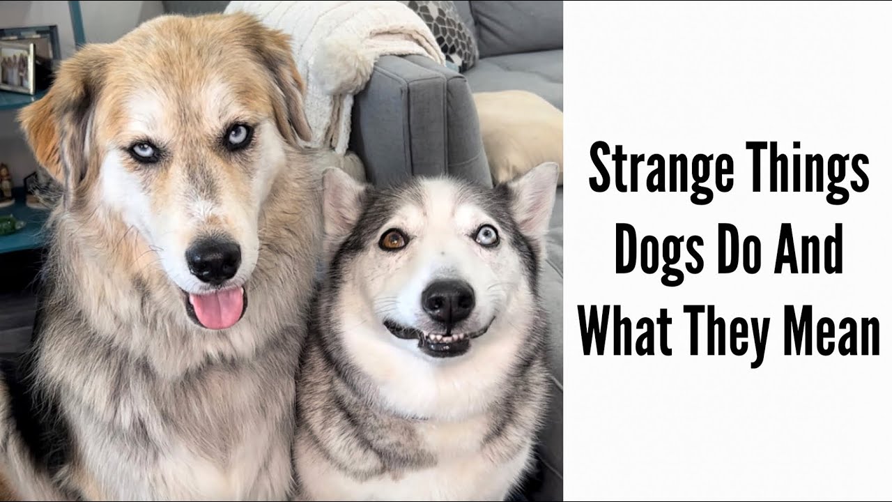 Strange Things My Dogs Do Youtube