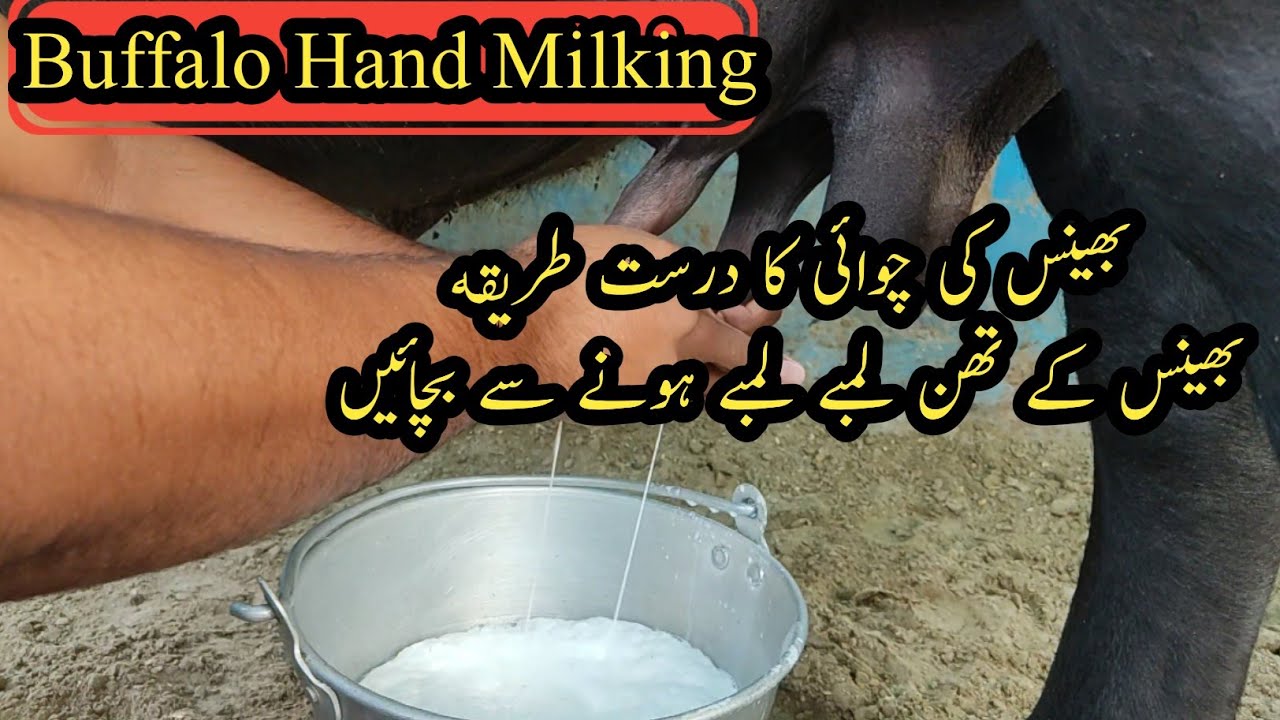 Buffalo Milking Tips Ii How To Milk A Buffalo By Hand Ii Milking Of