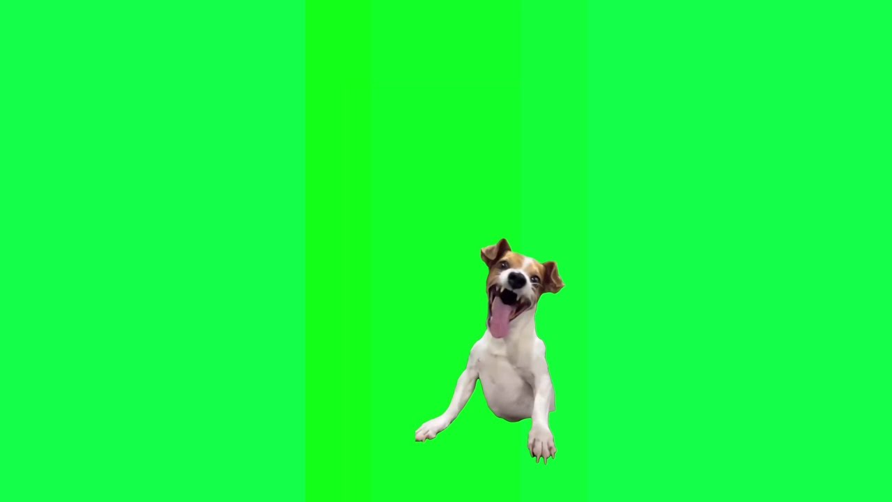 Trending Laughing Dog Meme рџџ Green Screen Youtube