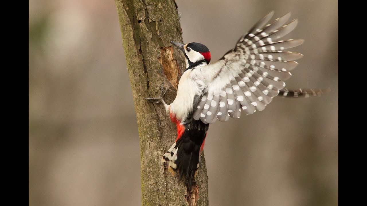 Pileated Woodpecker Playing Drum On Tree Sound Hd Youtube