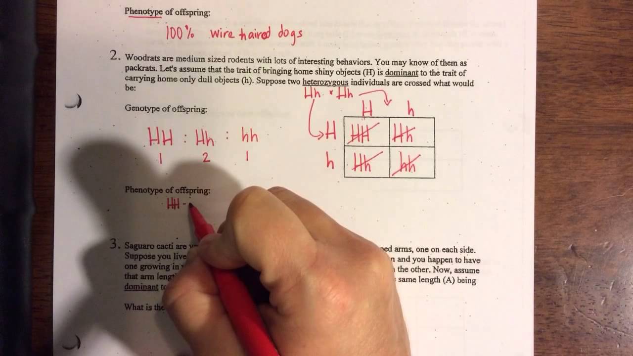 Monohybrid Cross Practice Problems Worksheet Proworksheet