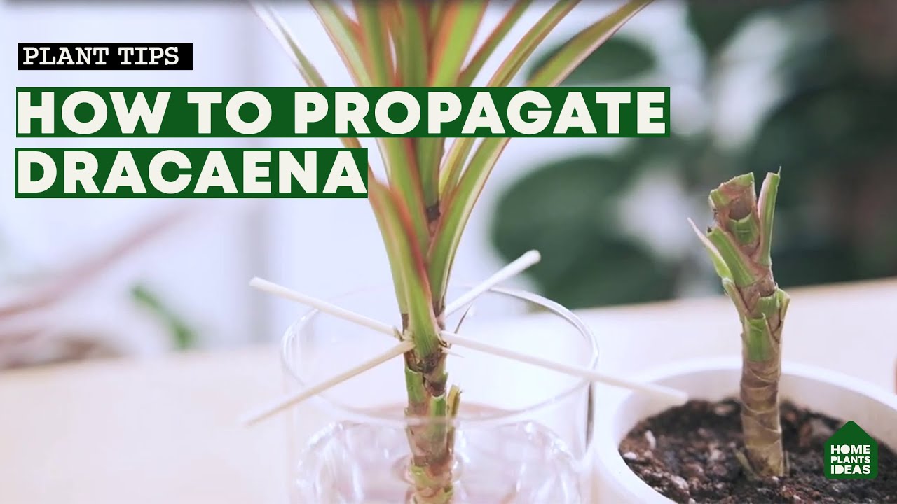 How To Propagate Dracaena The Easiest Ways How To Get More Dragon Tree