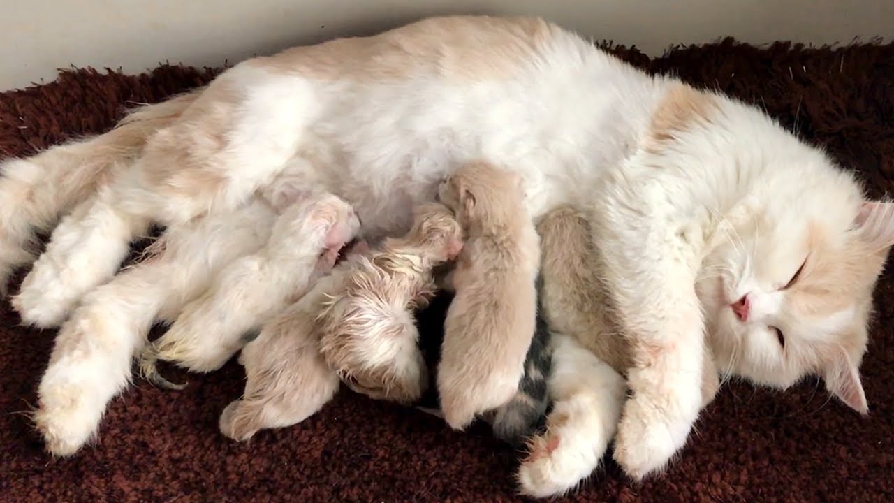 Stages Of Cat Birth At Fernande Frank Blog