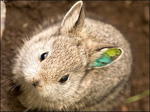Rare Endangered Bunny Cute Youtube