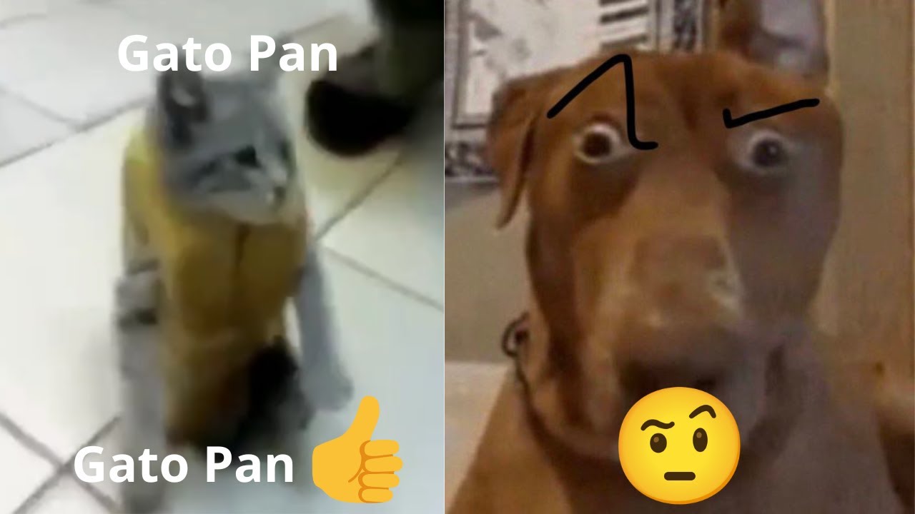 Memes Random Muy Kgue De Risa 17 Shitpost Memes Compilation Youtube