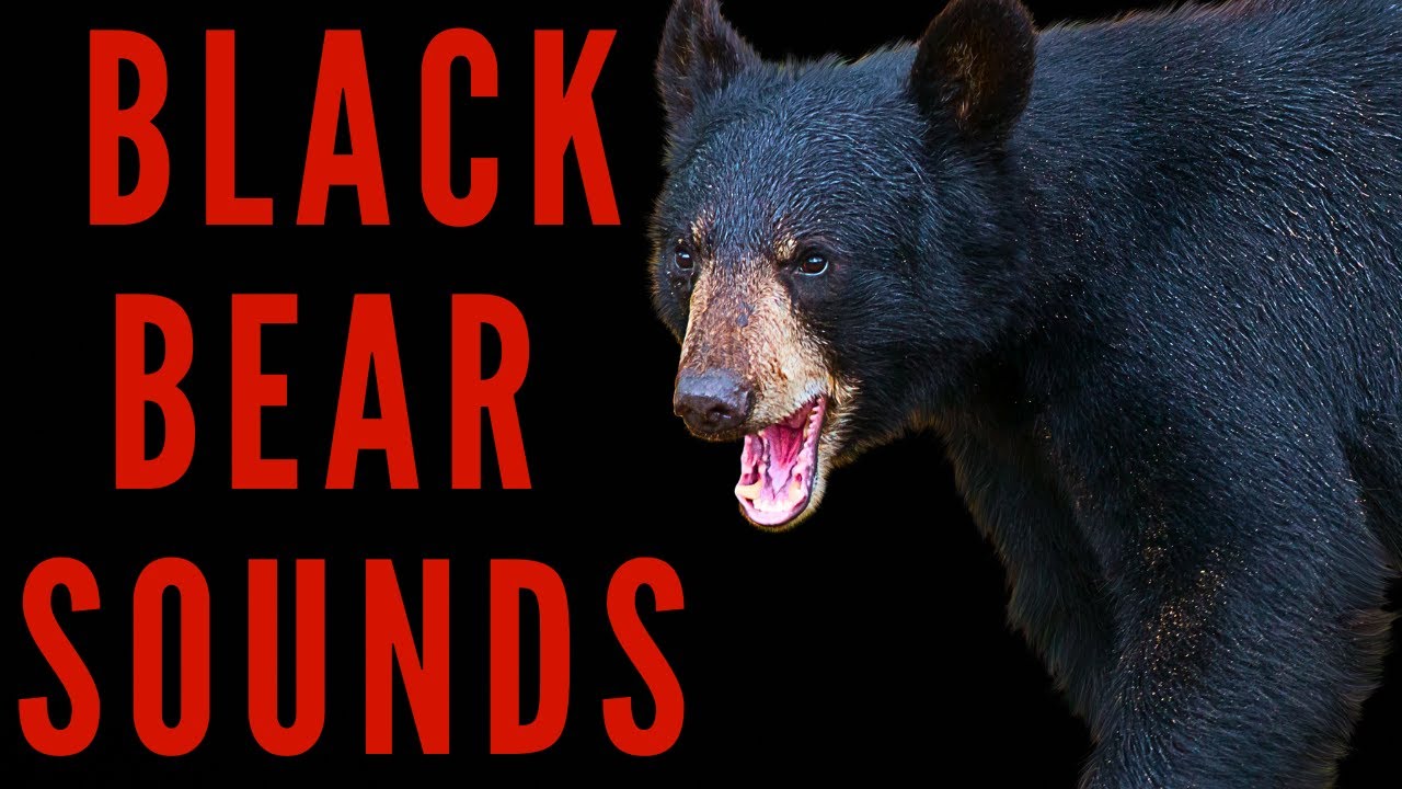 Black Bear Low Growl Sound