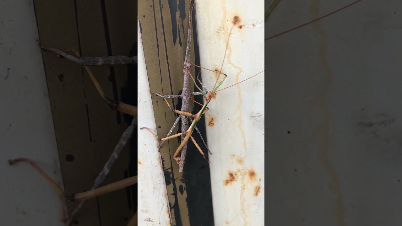 Praying Mantis Vs Walking Stick Key Differences Explained