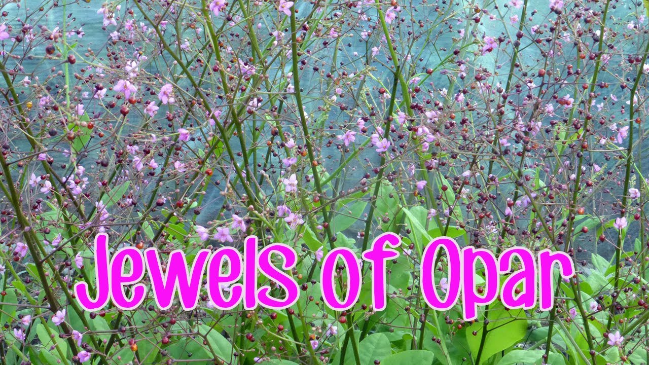 Jewels Of Opar Plants At Lois Coffman Blog