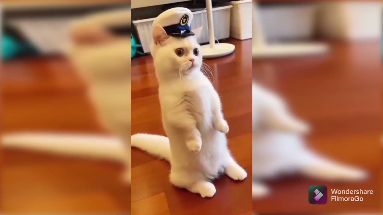 Funny Cat Shorts Youtube