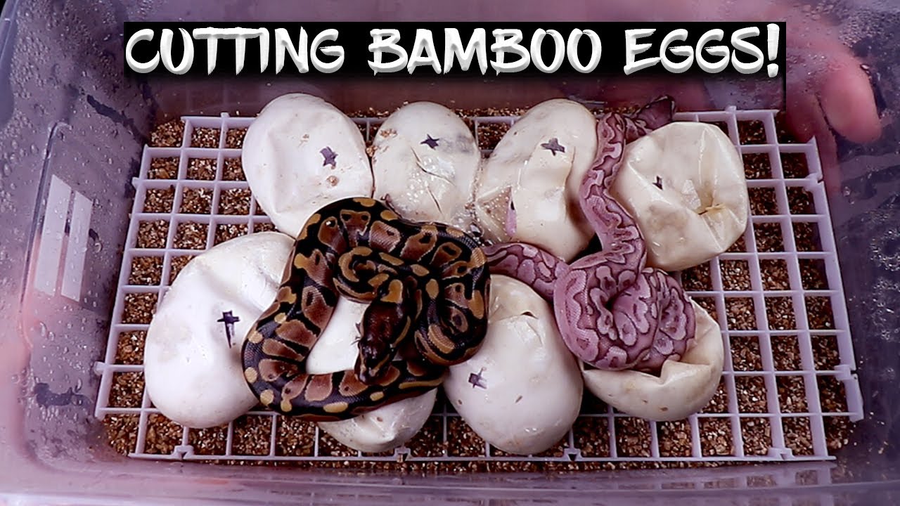 Ball Python Eggs Are Hatching See The Results Youtube