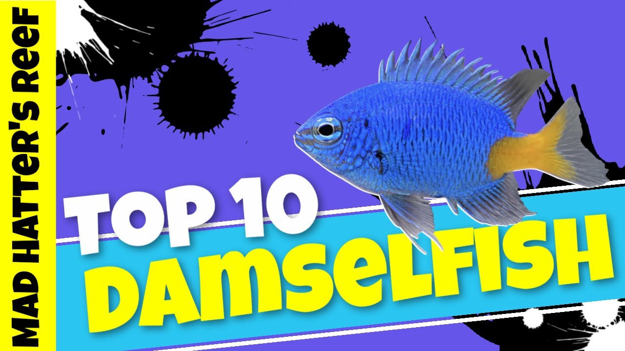 Top 10 Damselfish Youtube