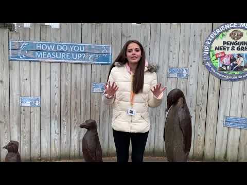 Makaton Isabella Signs Penguin рџђ Youtube