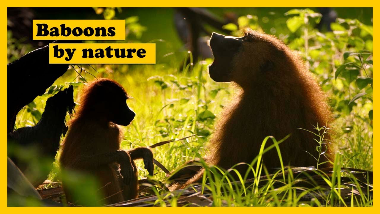 Evolution Of Human Society Documentary Guinea Baboons Youtube