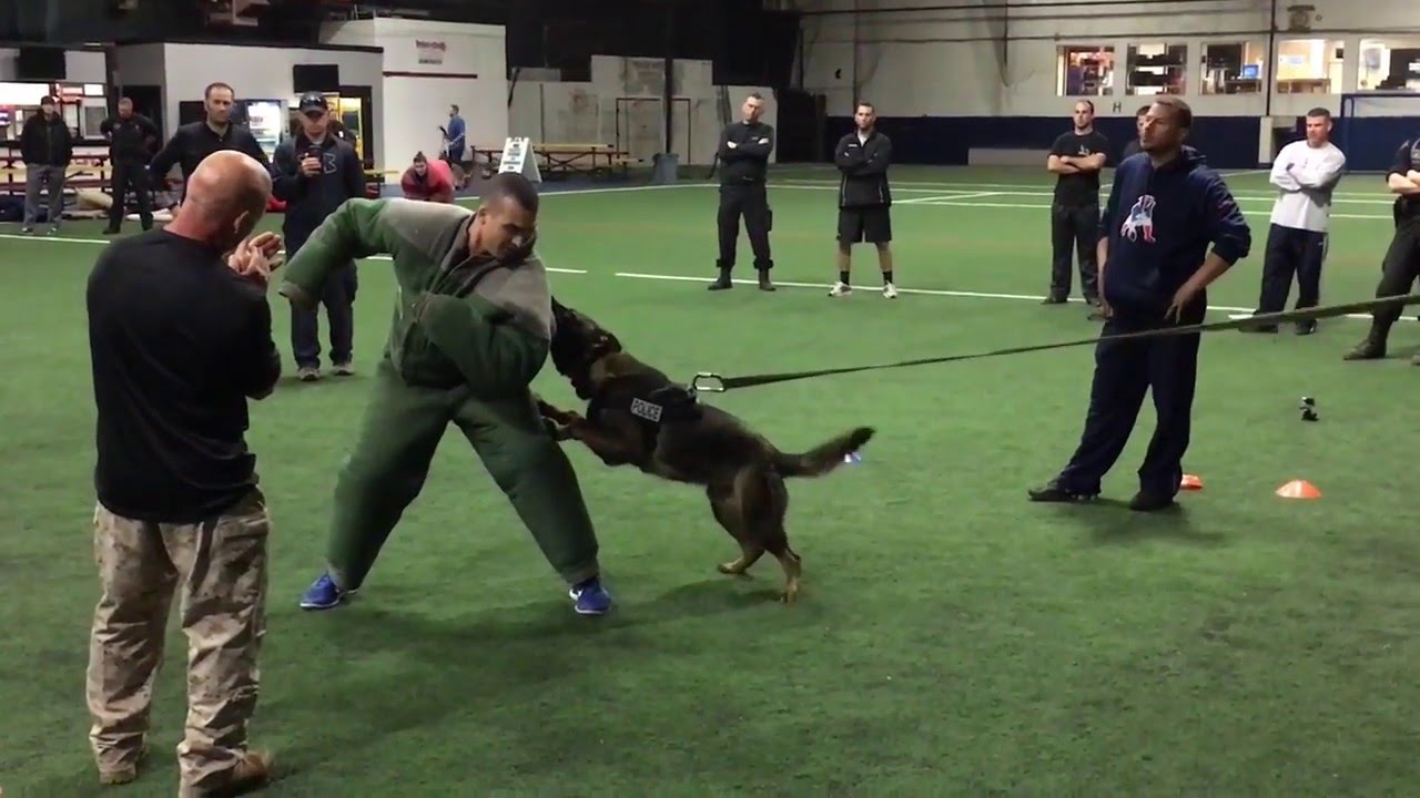Training K9 Dogs For Police At Sandra Moody Blog