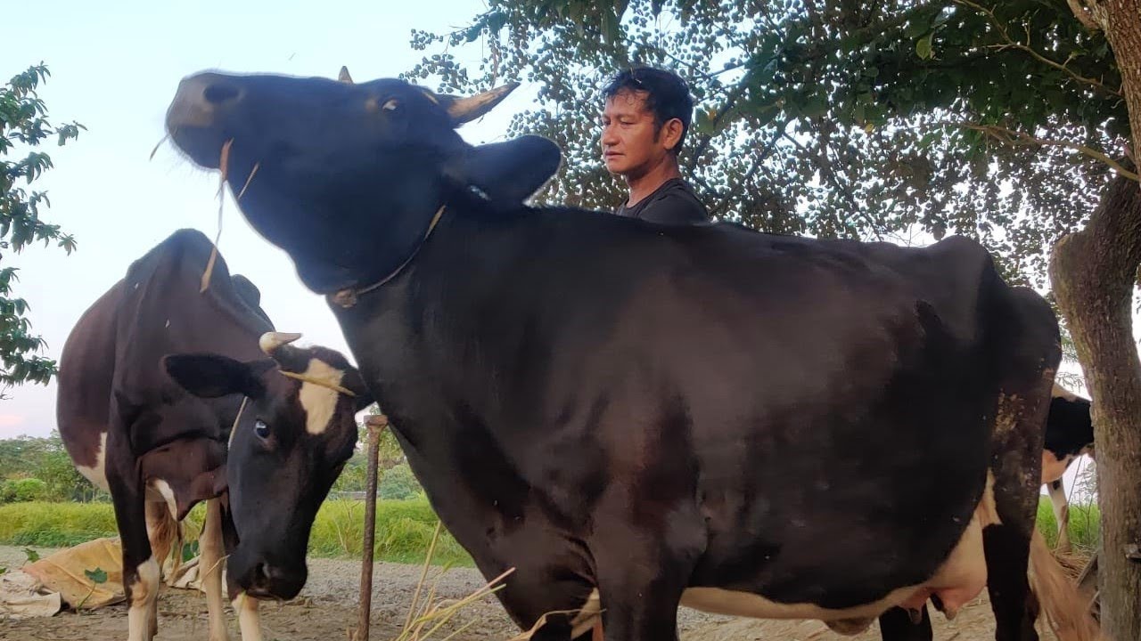 Cow Feeding And Milking Village Farming Life Episode 4 Youtube