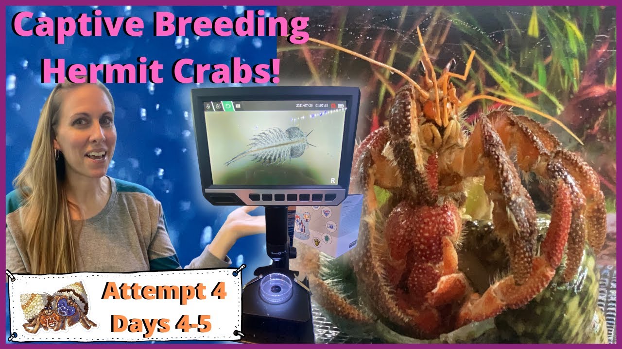 Raising Mystery Captive Bred Hermit Crabs Days 4 5 By Crab Central