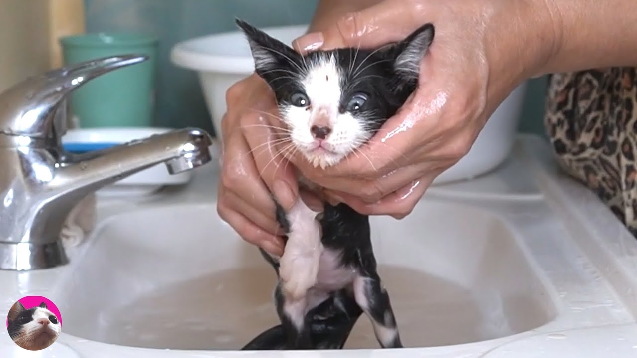 Rescued Kitten Is Full Of Dirt And Fleas First Bath For Street Kitten