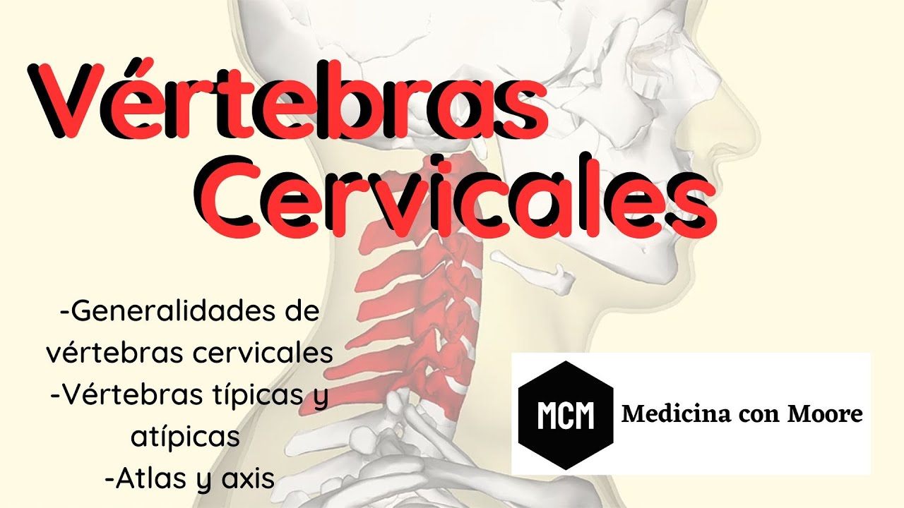 Anatomía De Vértebras Cervicales Medicina Con Moore Youtube