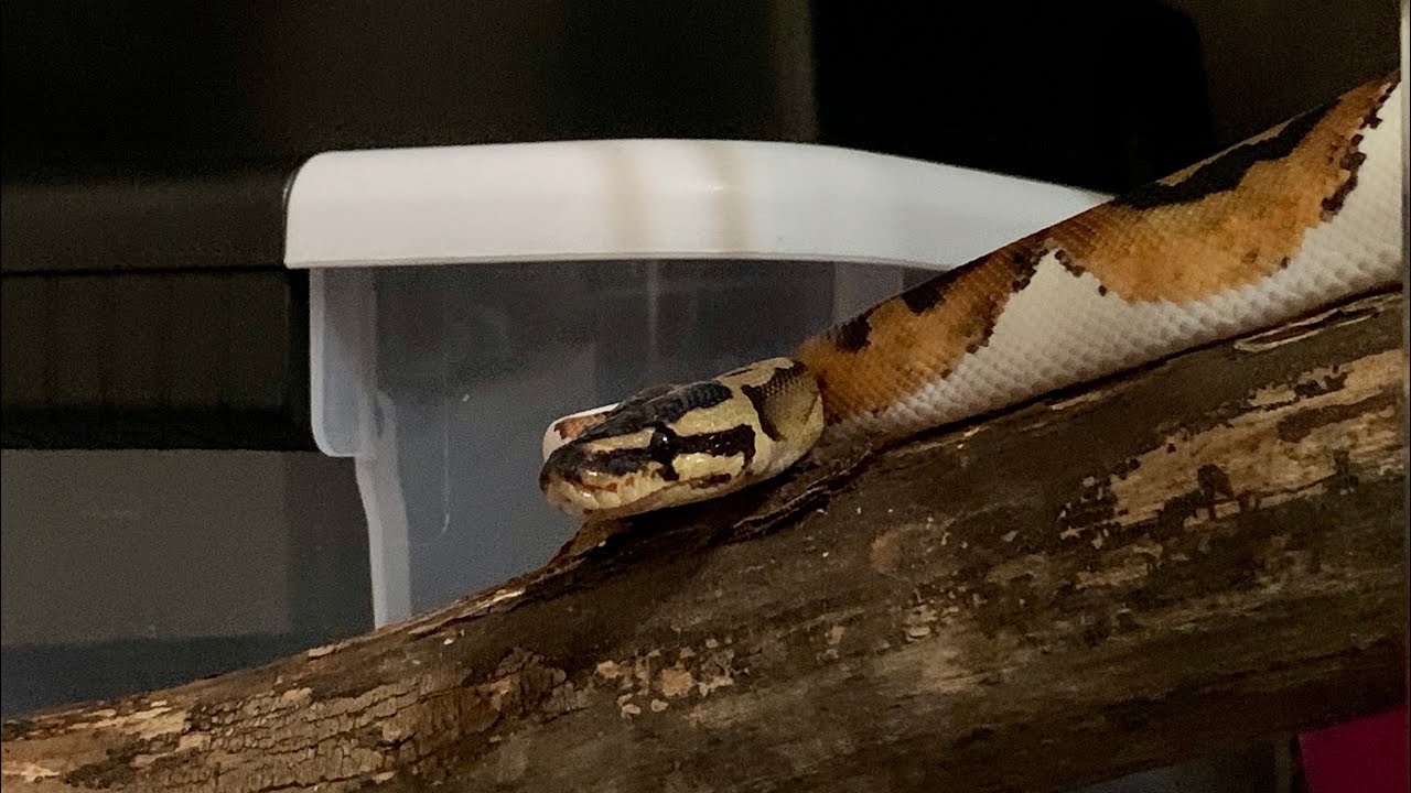 Royal Ball Python Short Training Session Python Regius Youtube