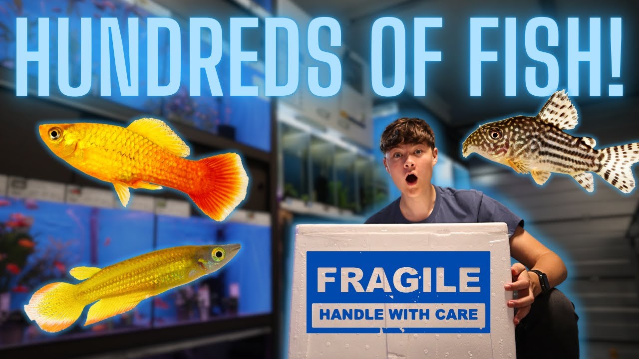 Live Tropical Fish Unboxing Hundreds Of Fish Youtube