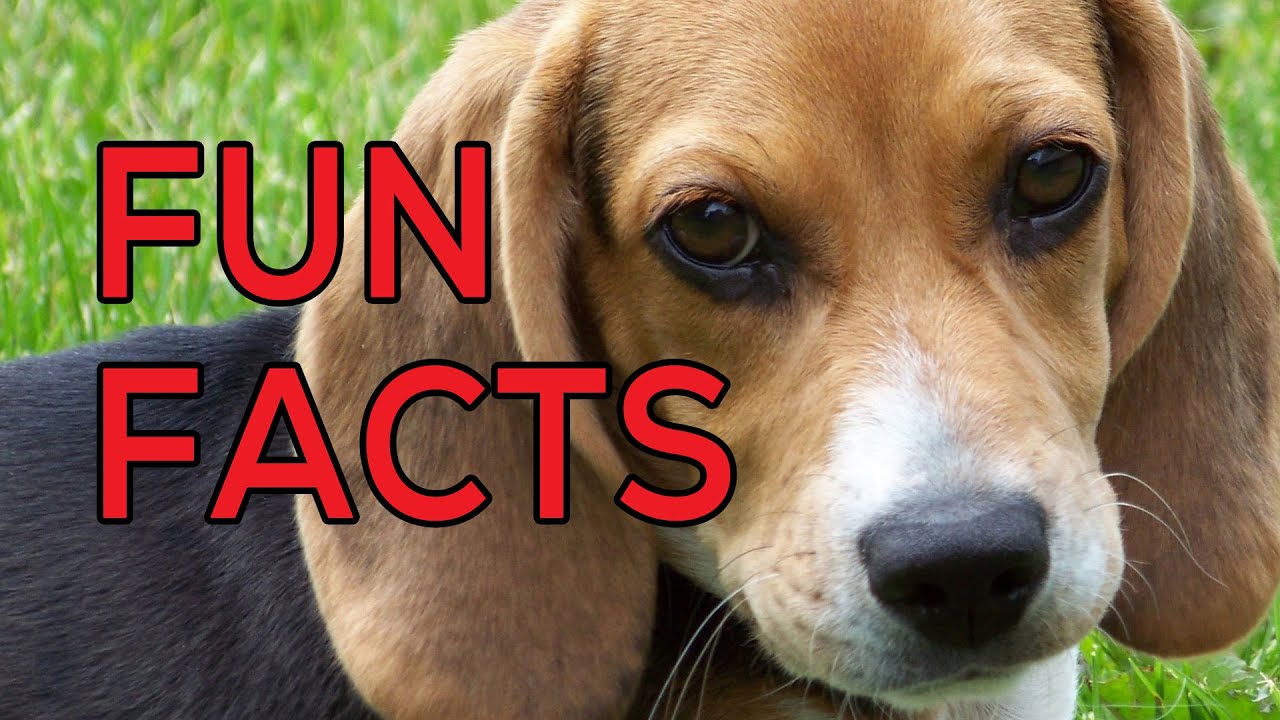 Fun Facts About Beagles Youtube