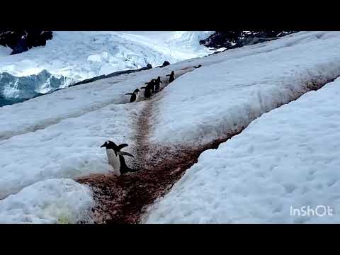 Penguin Encounters In Antarctica Youtube
