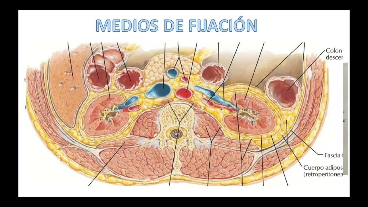 Sistema Urinario Usmp Youtube