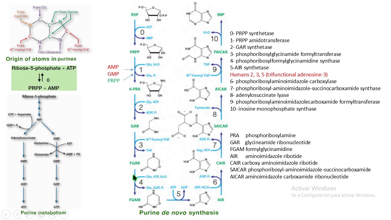 Síntesis De Novo Purinas Biochemistry Bioquímica Youtube