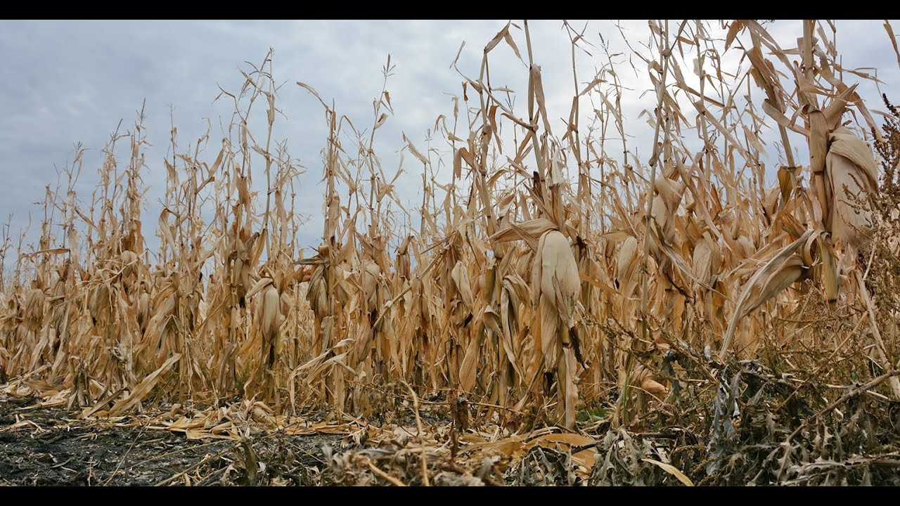 рџњѕquг Significa Soг Ar Con Milpa Secaрџњѕ Youtube
