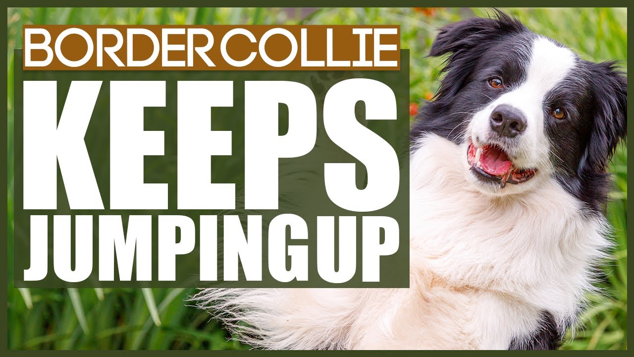 Puppy Training How To Stop Your Border Collie From Jumping Up Youtube