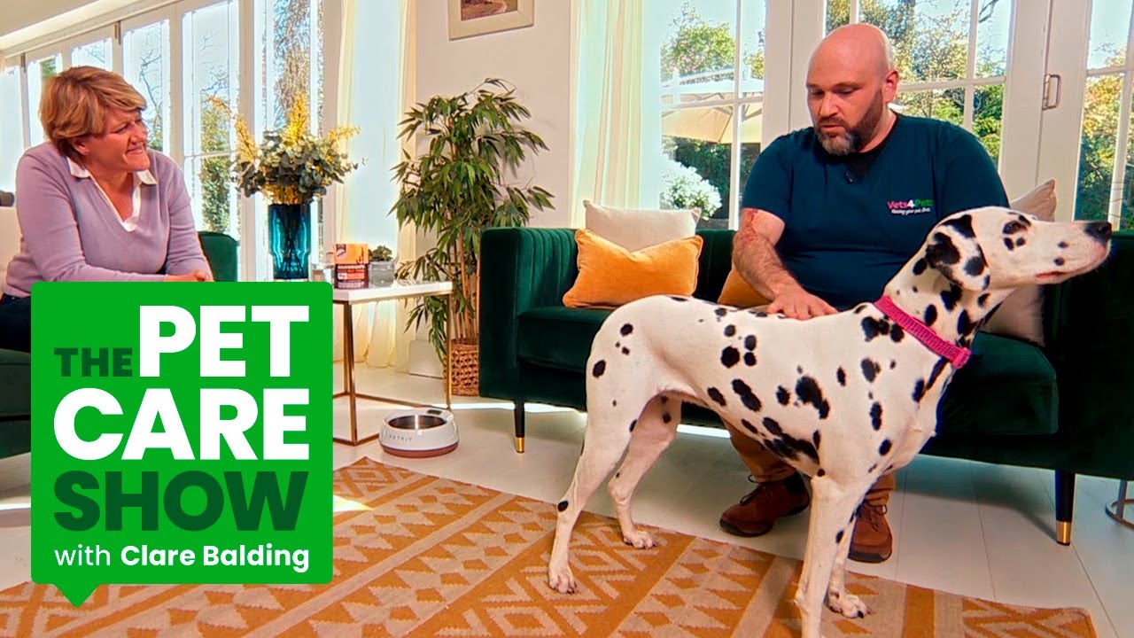 Dog Caring Cat Housepetscare