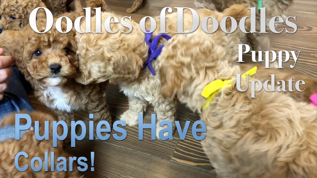 Goldendoodle Puppies Youtube
