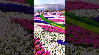 The 25 Most Beautiful Flowers In The World Stunning Blooms You Need To