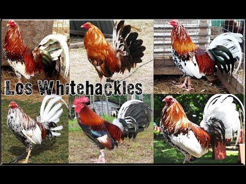 El Origen De Los Whitehackle Youtube