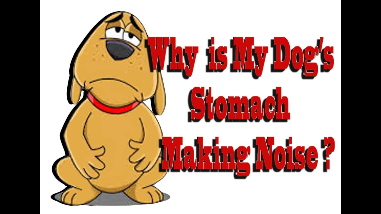 Why Is My Dog S Stomach Making Weird Noises Detroit Chinatown