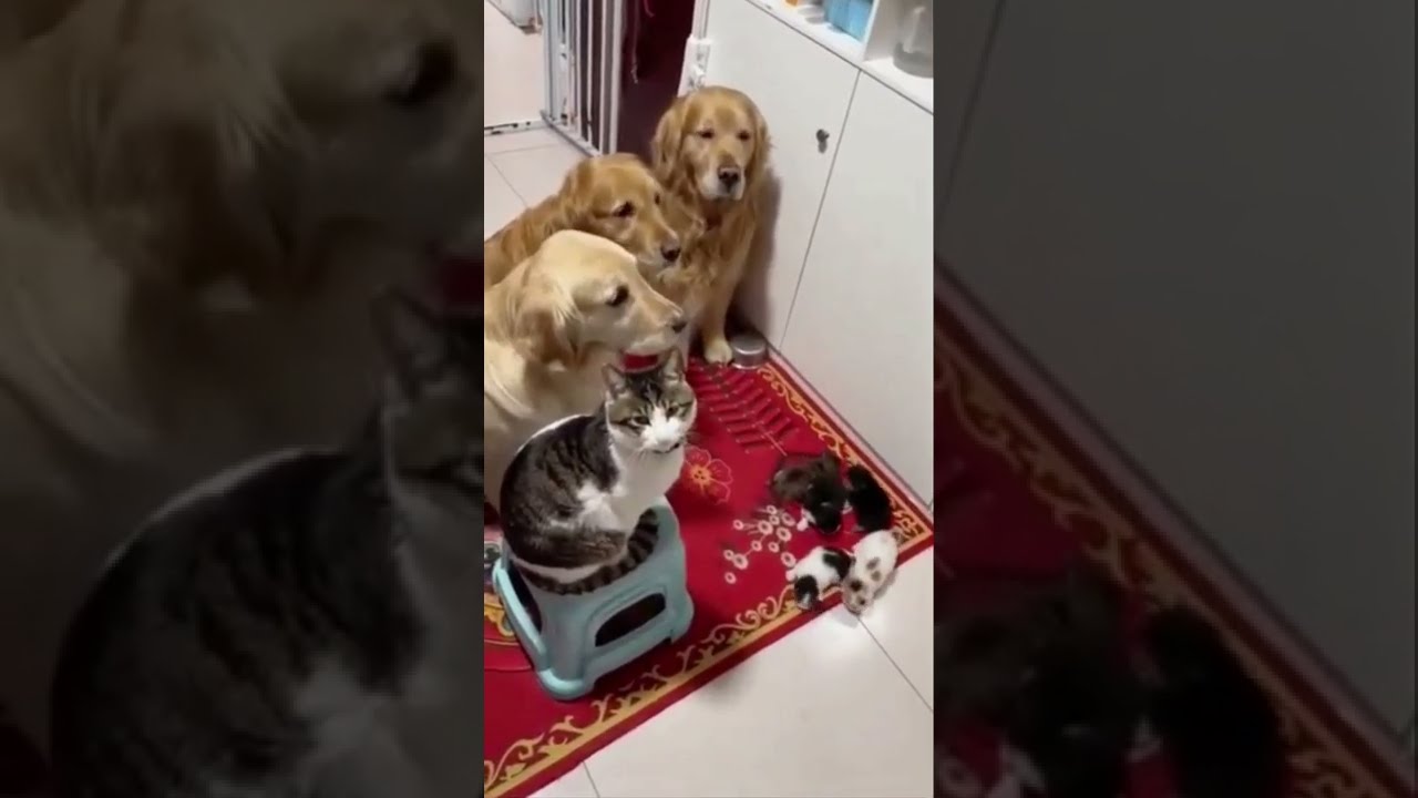 Dog Caring Cat Housepetscare