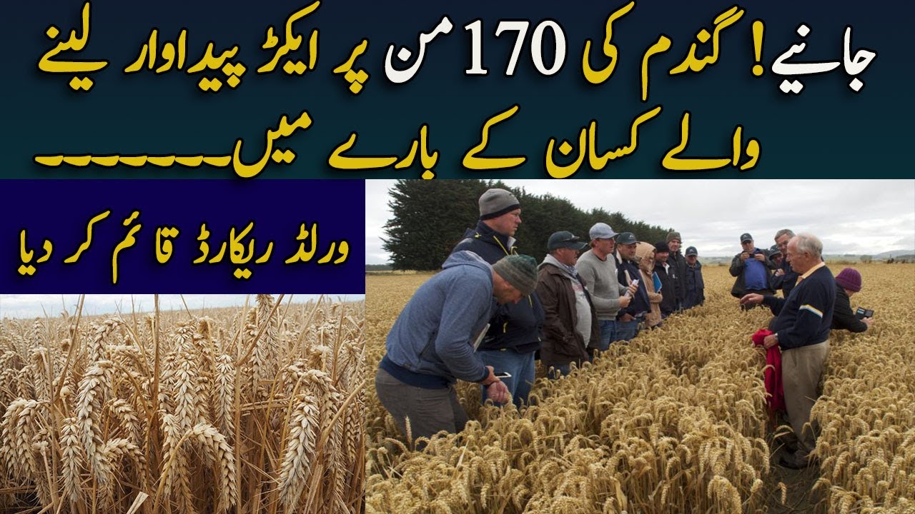 Guinness World Records Highest Wheat Yield 2024 Meri Zameen Youtube