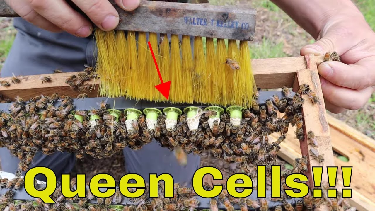 рџ µqueen Rearing For Beginners Part 3 Queen Cells Youtube